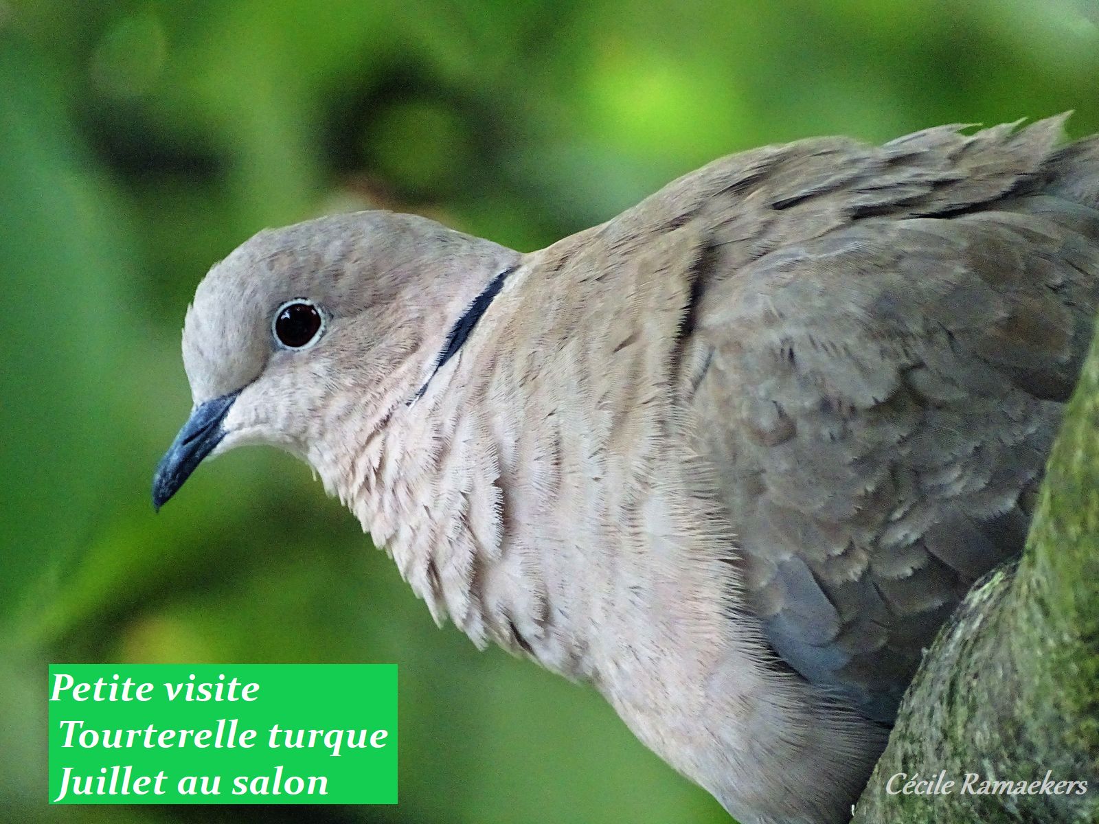 La Tourterelle turque : en mots et en images – Écrimagine